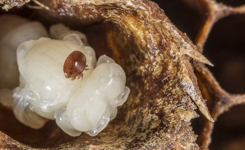 Varroa treatment: which treatment strategy to build and deploy?