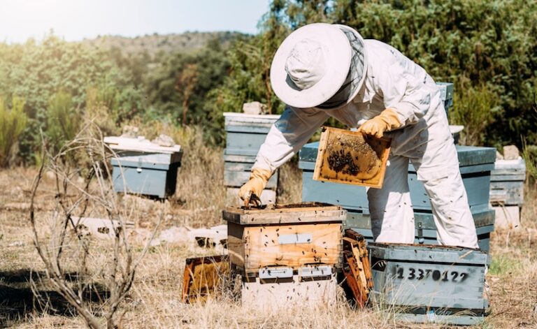 Apivar: a varroa amitraz treatment