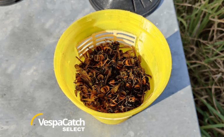 VespaCatch Select: Selective trap to capture Asian Hornets
