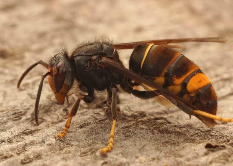 VespaCatch Select: Selective trap to capture Asian Hornets